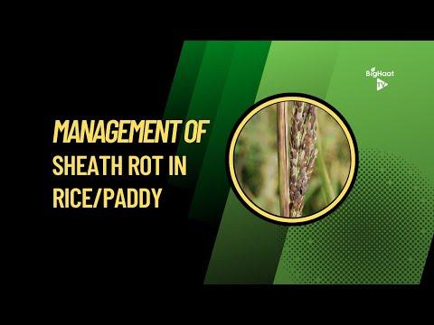 11 Paddy Diseases: Causes, Symptoms, and Control Guide | BigHaat