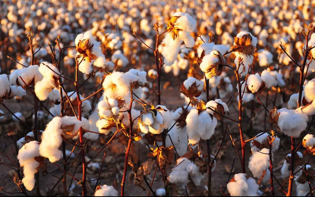 Cotton Farming: Planting and Care Tips for Farmers | BigHaat