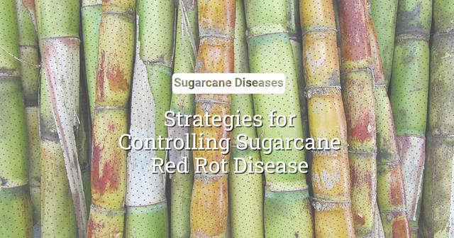 Red Rot Disease: Strategies For Controlling Red Rot Of Sugarcane | BigHaat