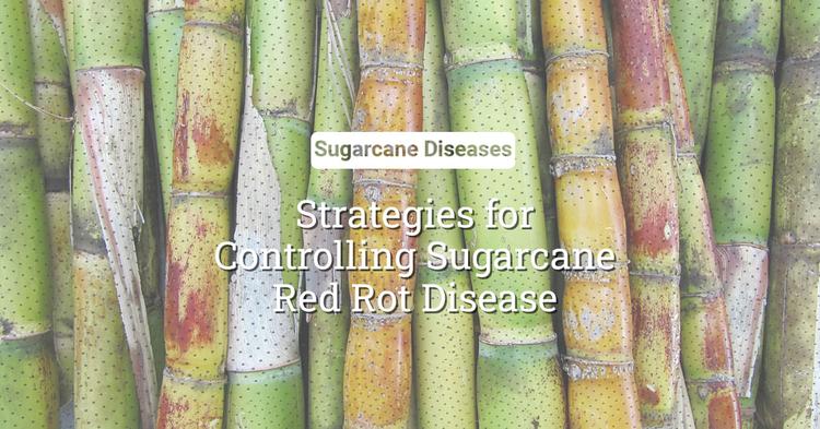 Red Rot Disease: Strategies For Controlling Red Rot Of Sugarcane | BigHaat