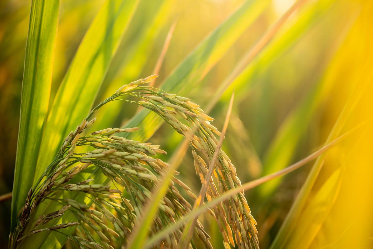 Paddy Farming: A Complete Step-by-Step Guide for High Yield | BigHaat